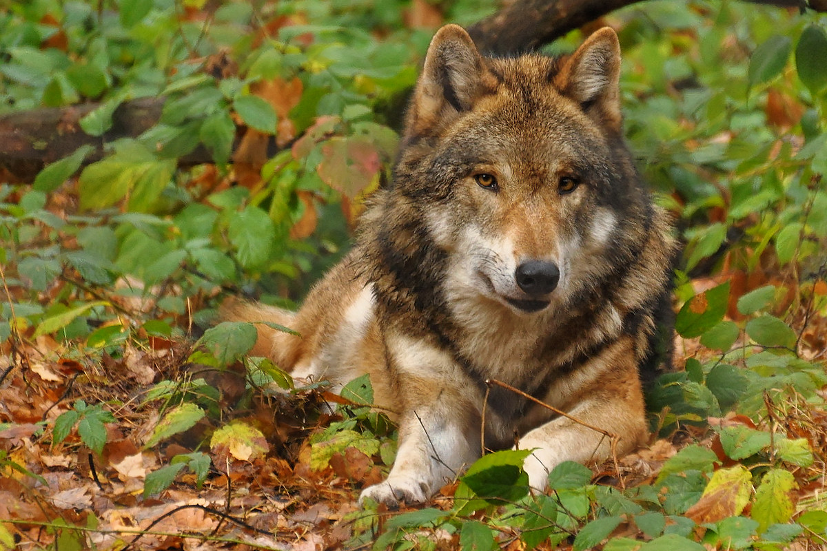 Timberwolf Foto & Bild | tiere, zoo, wildpark & falknerei, säugetiere ...