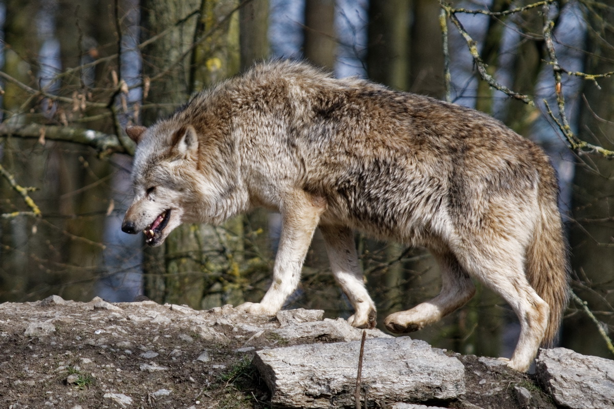 Timberwolf Foto & Bild | tiere, zoo, wildpark & falknerei, säugetiere ...