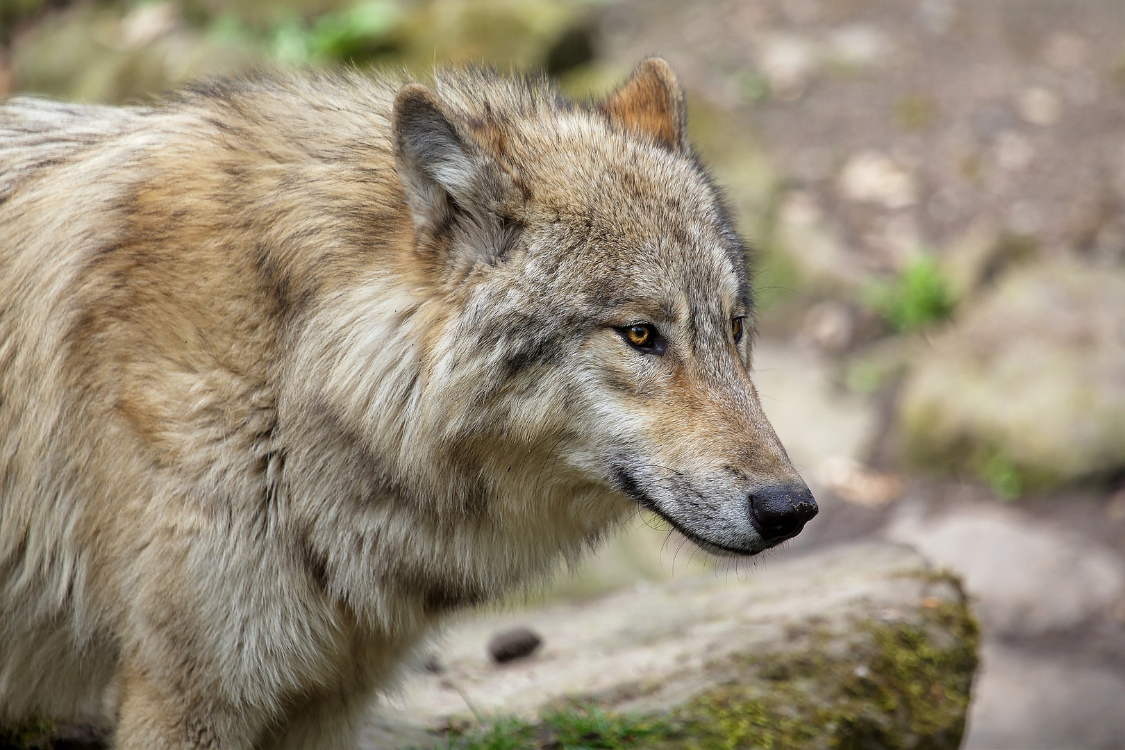 Timberwolf Foto & Bild | hunde, natur, wolf Bilder auf fotocommunity