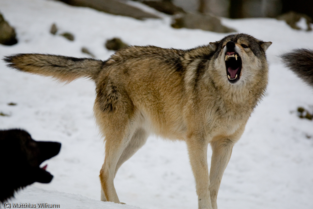 Timberwolf - Heulen Foto & Bild | tiere, zoo, wildpark & falknerei ...