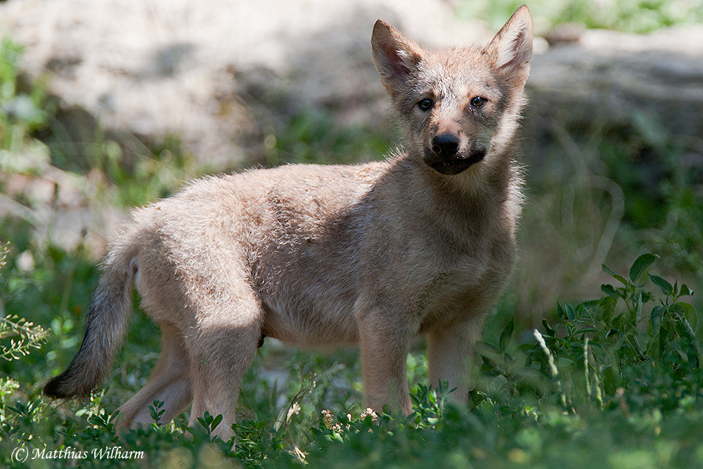 Timberwolf - Nachwuchs (1) Foto & Bild | tiere, zoo, wildpark ...