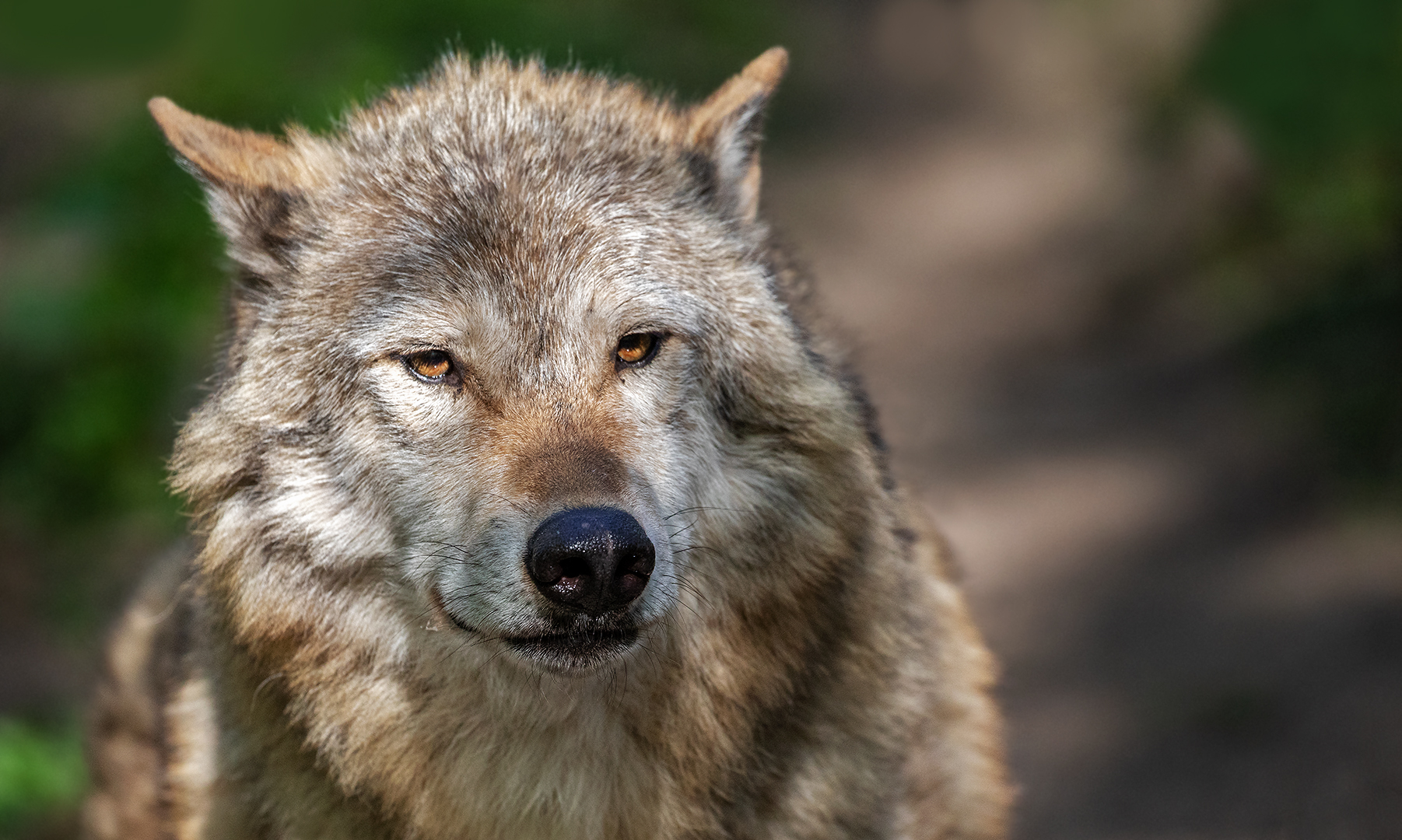 Timberwolf-Portrait 005a Foto & Bild | deutschland, europe, nordrhein ...
