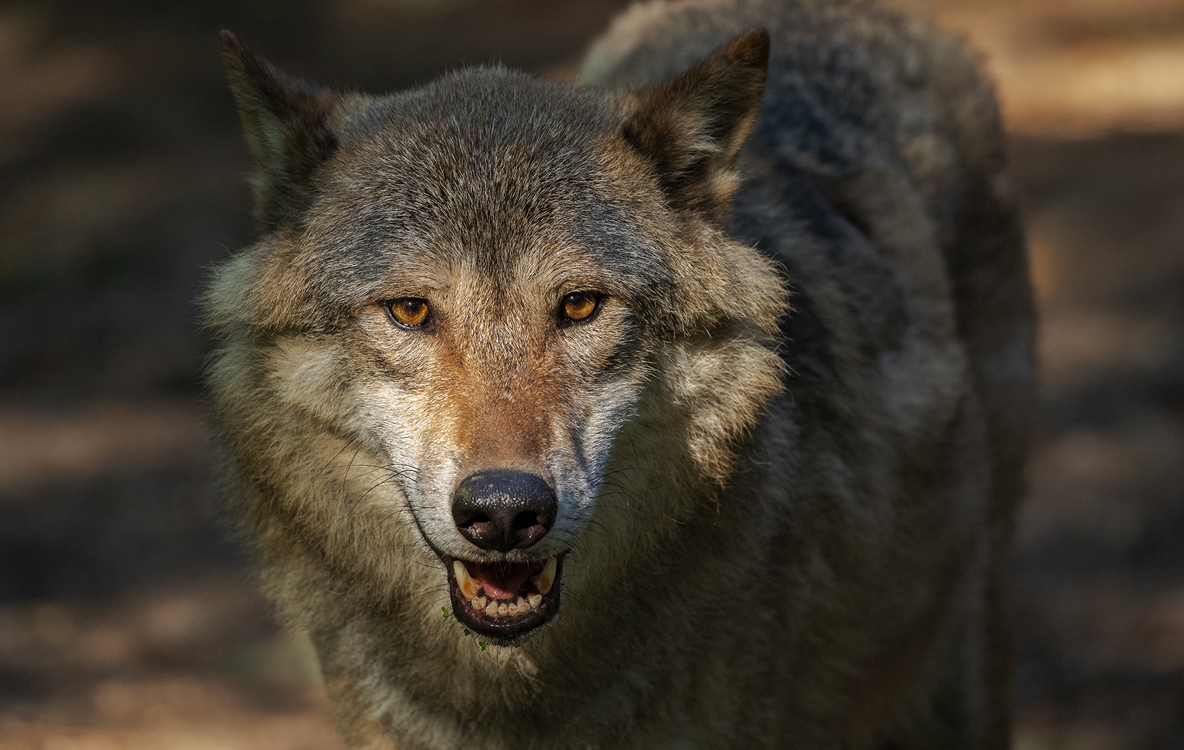 Timberwolf-Portrait 011 Foto & Bild | deutschland, europe, nordrhein ...