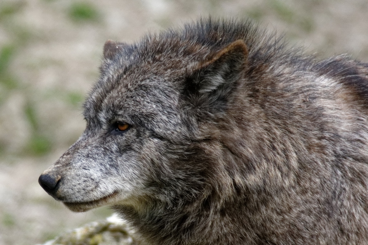 Timberwolf-Portrait Foto & Bild | tiere, zoo, wildpark & falknerei ...