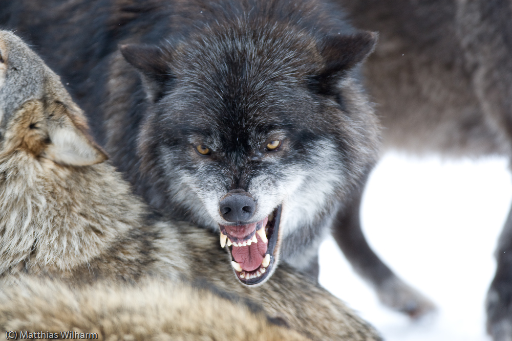 Timberwolf - Rangkampf Foto & Bild | tiere, zoo, wildpark & falknerei ...