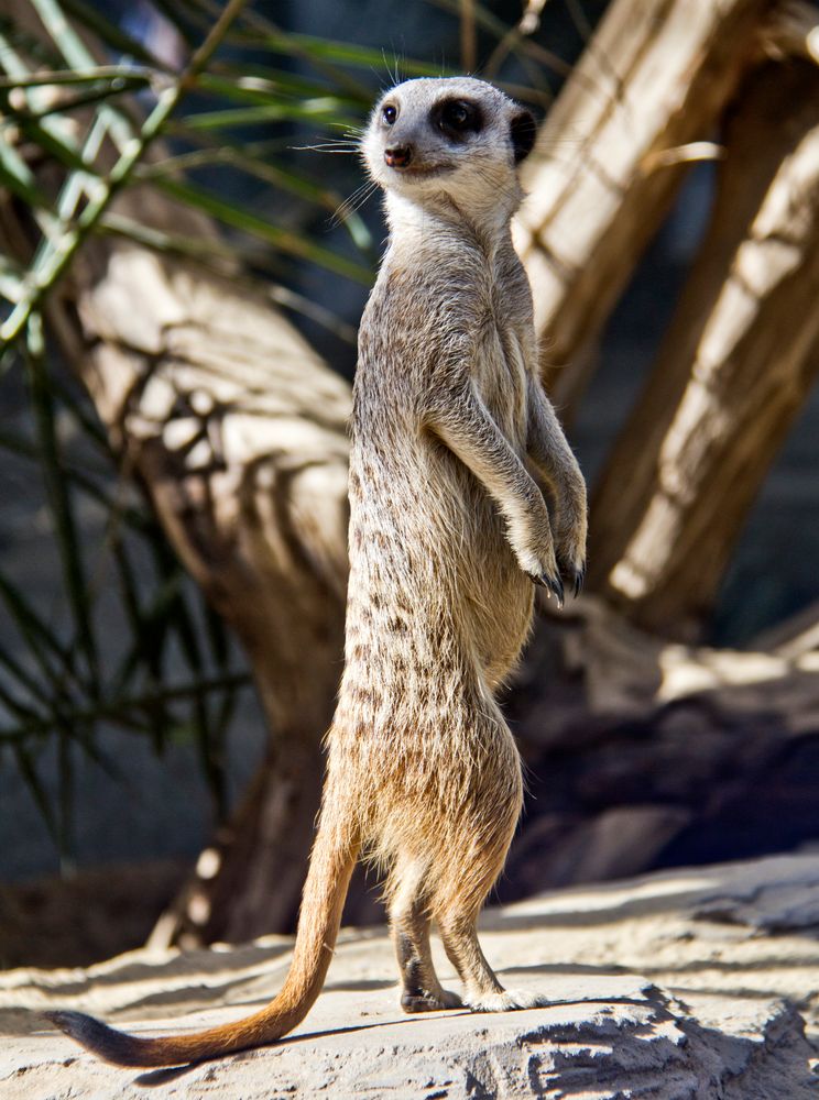 Timon le suricat photo et image | animaux, animaux sauvages, autriche ...