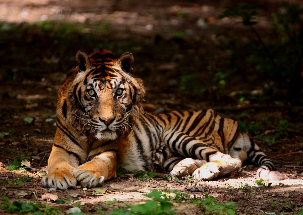 Timor photo et image | nature, animaux, sauvages Images fotocommunity