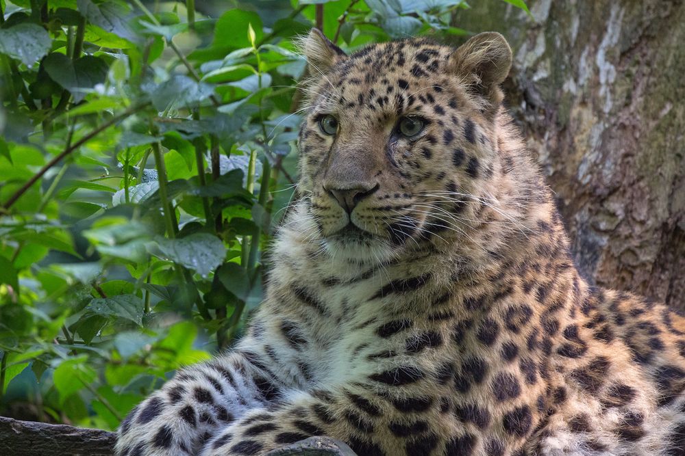 Timour Foto & Bild | natur, zoo, tiere Bilder auf fotocommunity