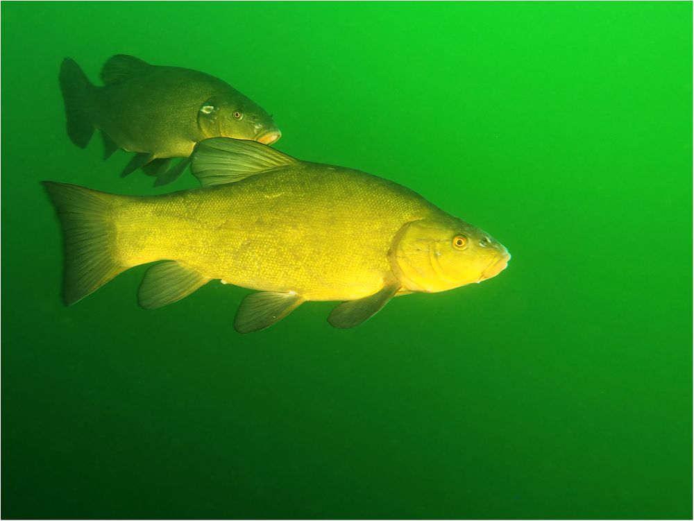 Tinca tinca Foto & Bild | tiere, wildlife, fische Bilder auf fotocommunity