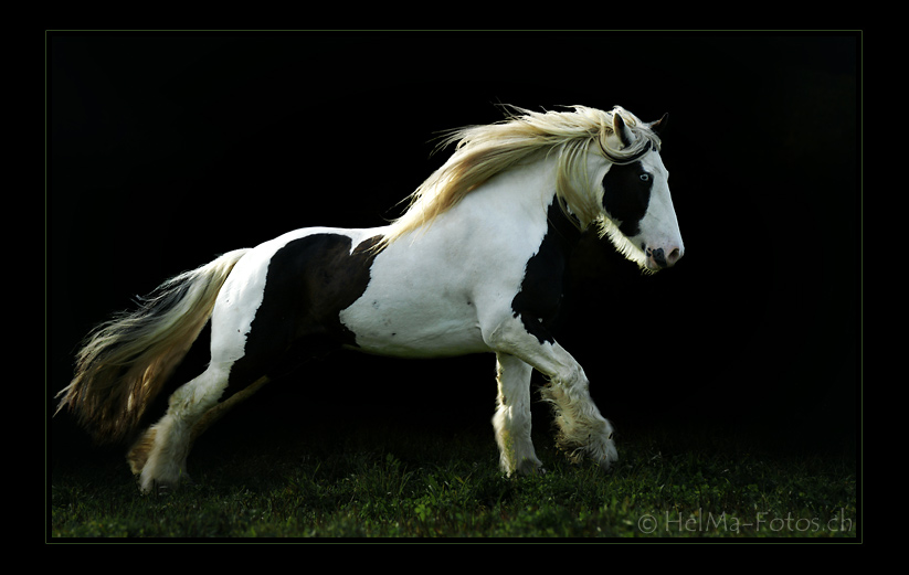 Tinker Foto & Bild | tiere, haustiere, pferde, esel, maultiere Bilder ...