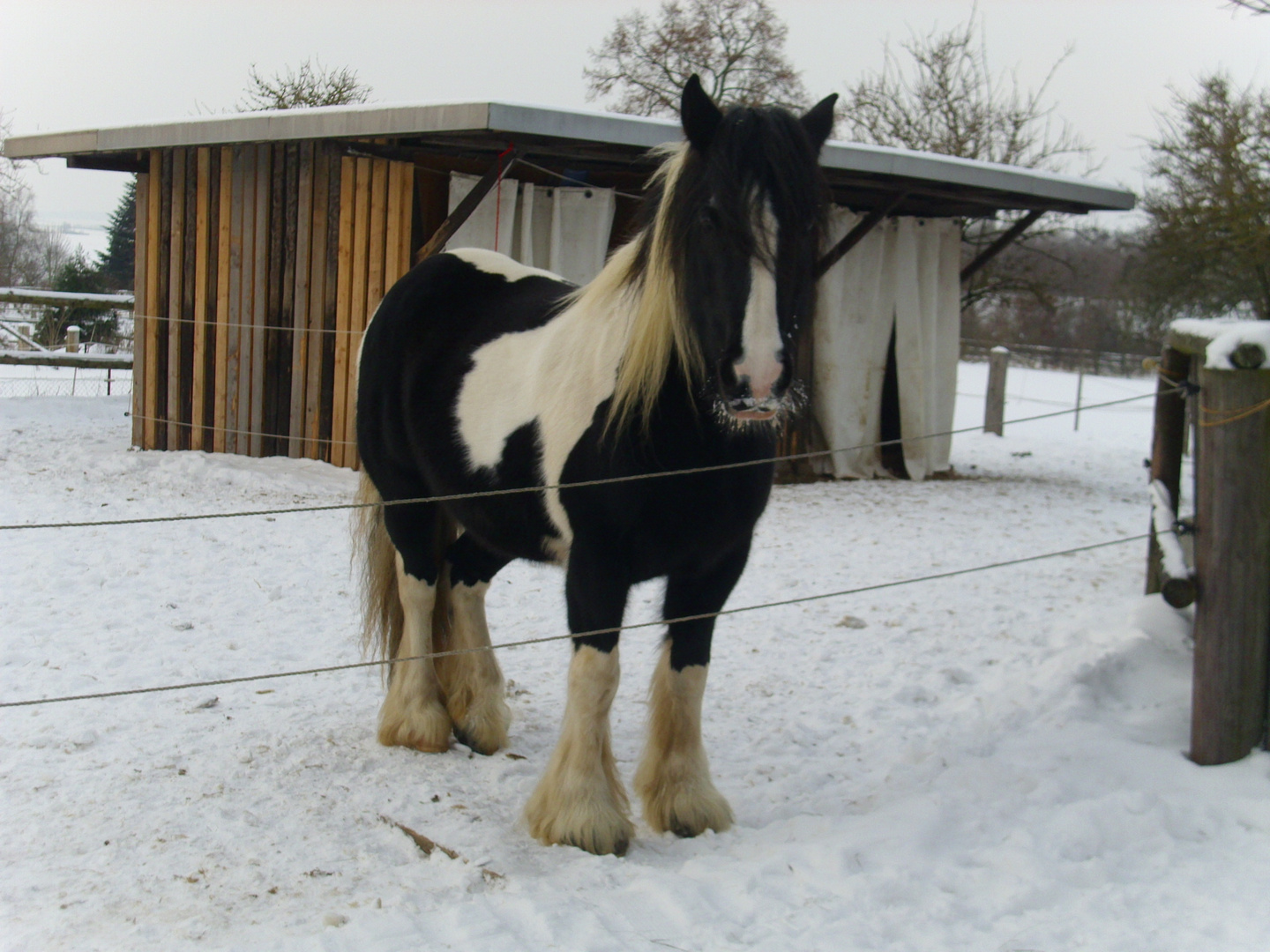 Tinker Foto & Bild | tiere, haustiere, pferde, esel, maultiere Bilder ...