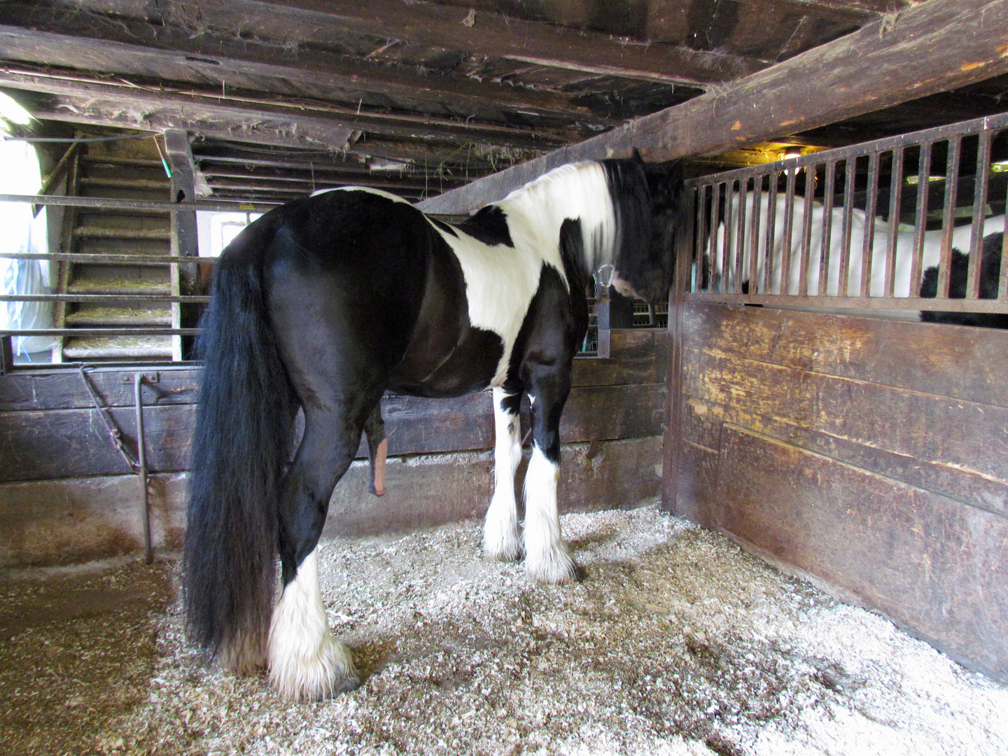 Tinker-Friesen-Mix Foto & Bild | tiere, pferde, natur Bilder auf ...