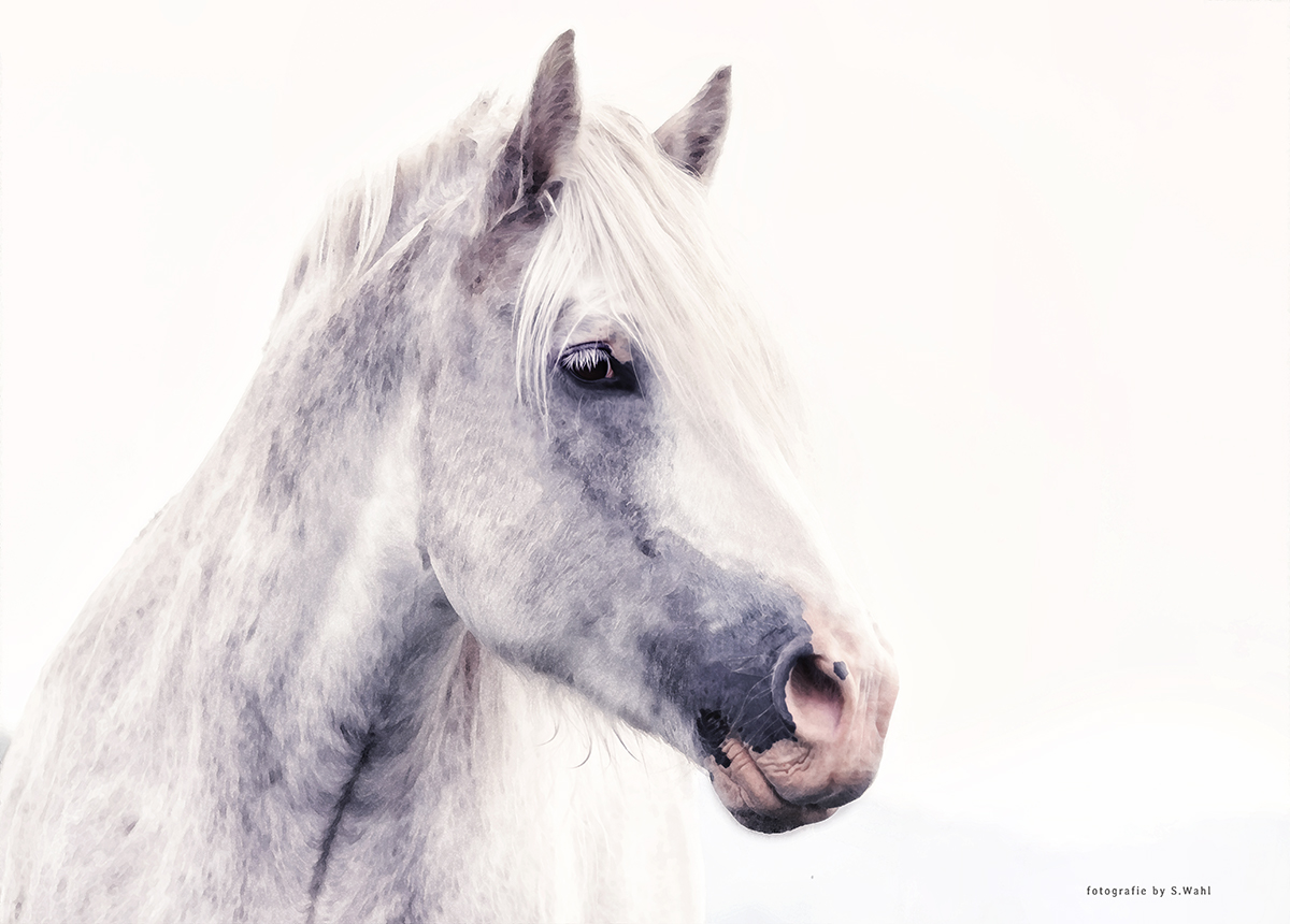 Tinker im Portrait Foto & Bild | tiere, haustiere, pferde, esel ...