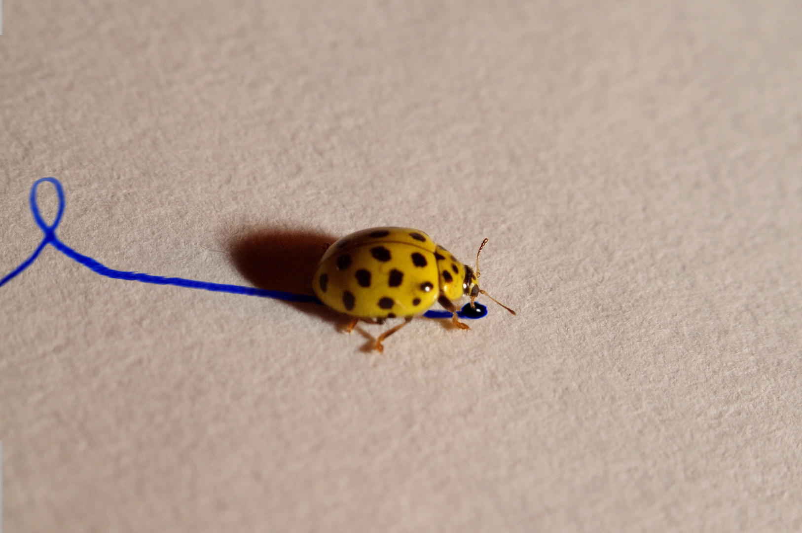 Tintenkäfer Foto & Bild | composing, kunst, digiart Bilder auf ...