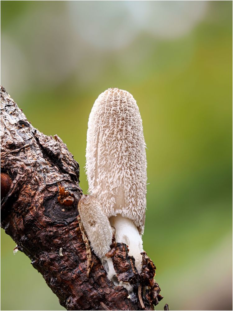 Tintling Foto & Bild | pflanzen, pilze & flechten, landschaft, pilze & flechten Bilder auf ...