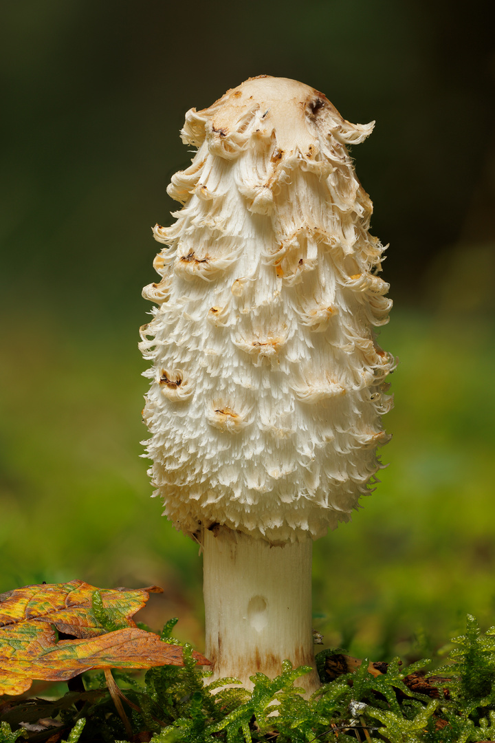 Tintling im Wald Foto & Bild | pflanzen, pilze & flechten, landschaft, pilze & flechten Bilder ...