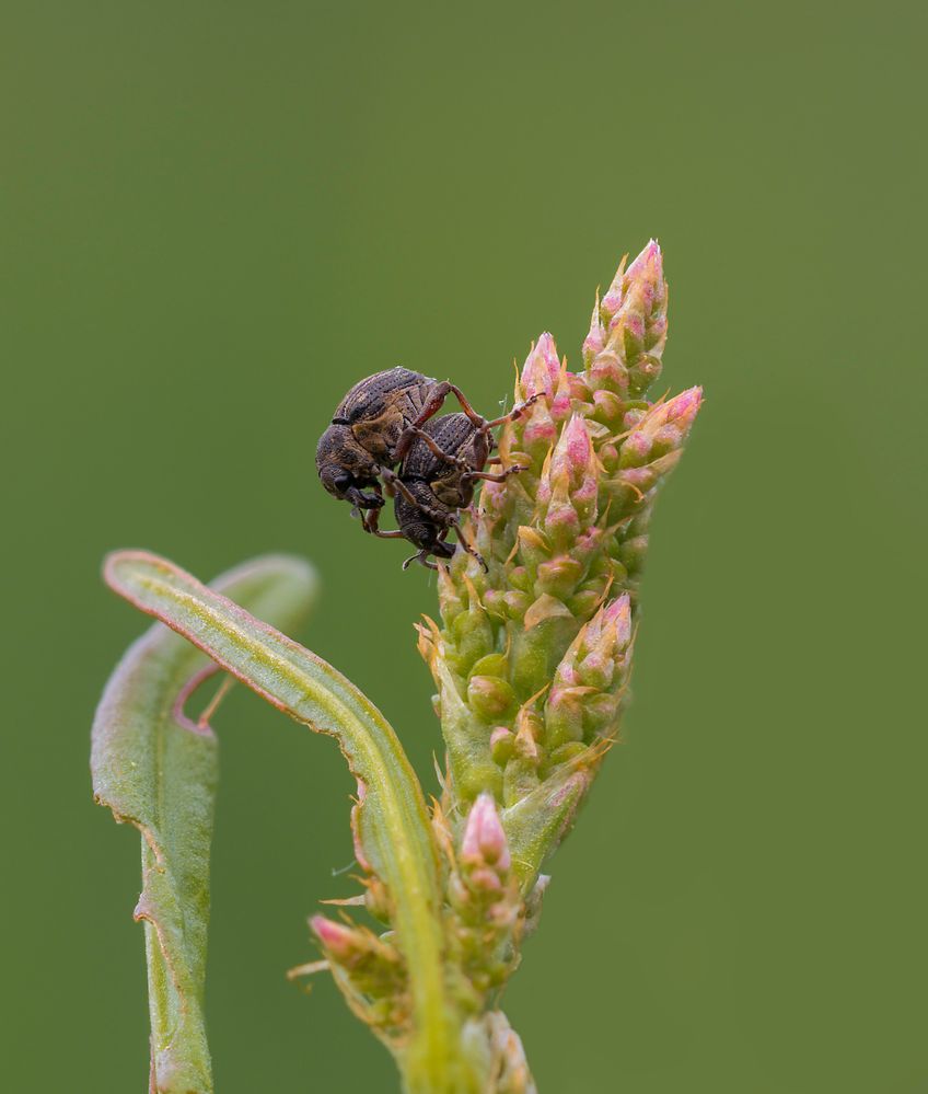Tiny bugs Foto & Bild | tiere, landschaft, natur-makros Bilder auf ...