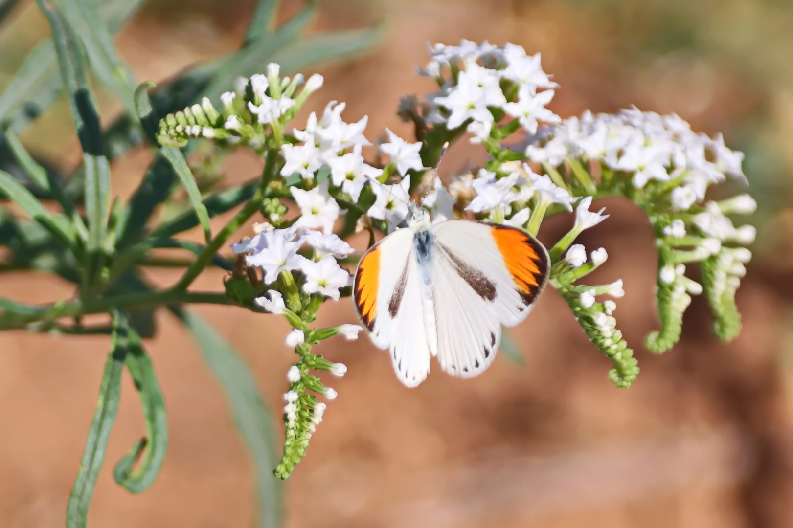 Tiny Orange Tip,Colotis evagore Foto & Bild | natur, afrika, insekten ...