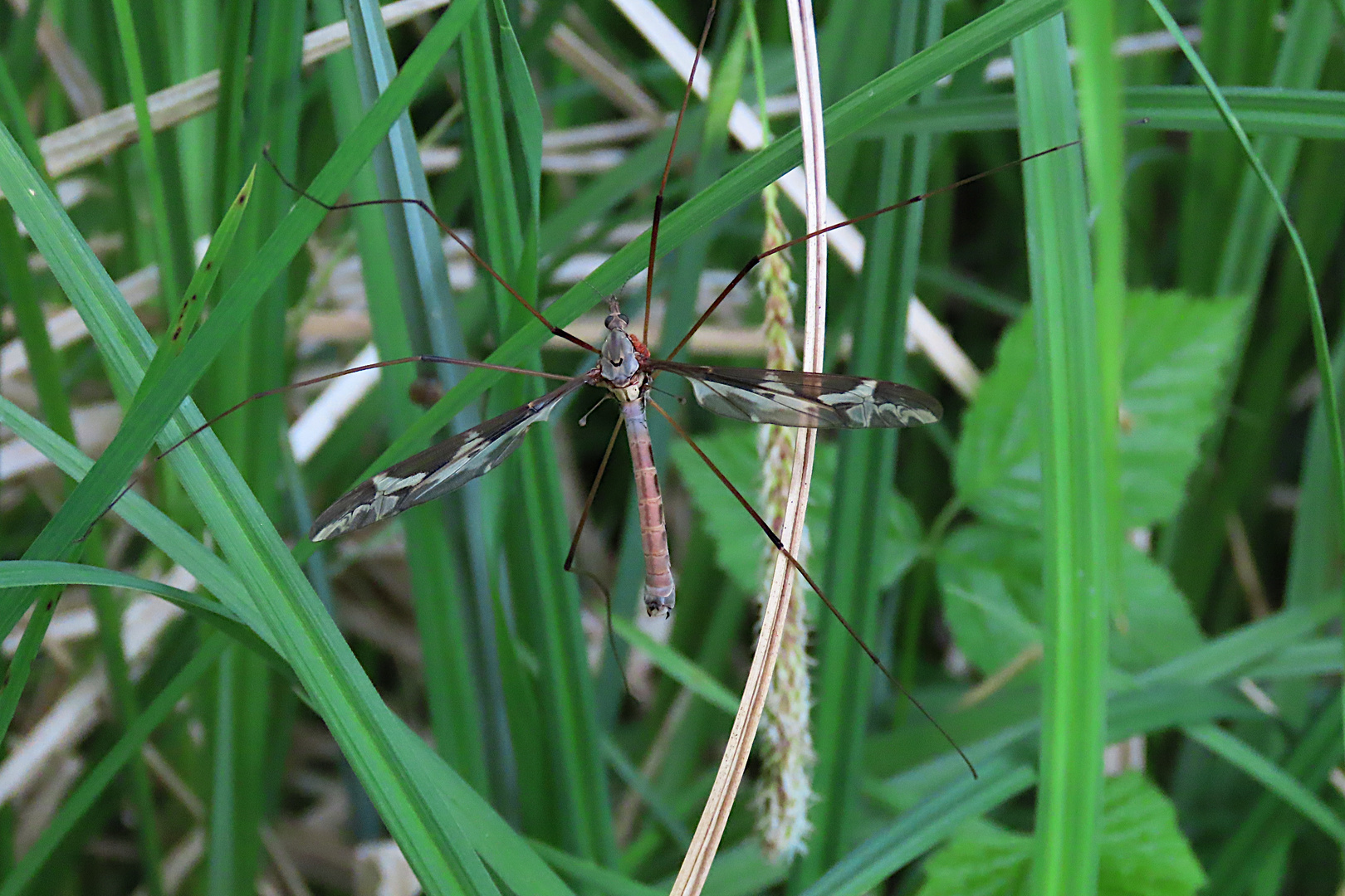 Tiplula vittata (Gefleckte Schnake) Foto & Bild | tiere, wildlife ...