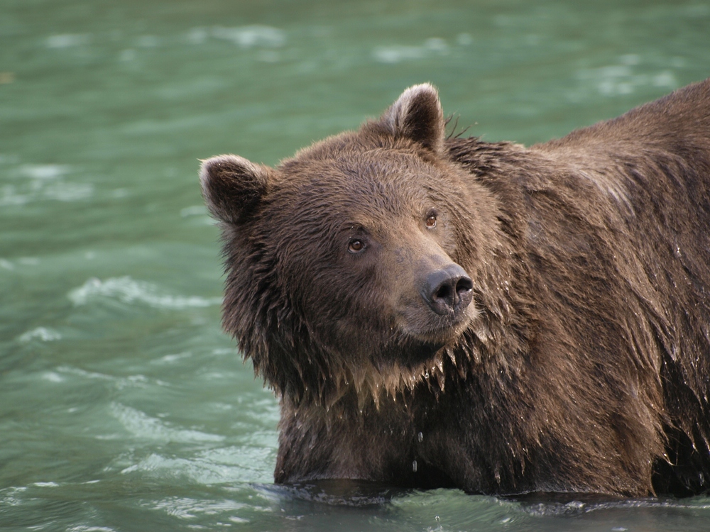 Tippie Foto & Bild | north america, united states, alaska Bilder auf ...