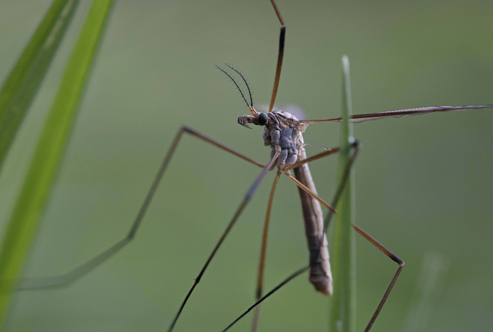 Tipula Foto & Bild | tiere, wildlife, insekten Bilder auf fotocommunity