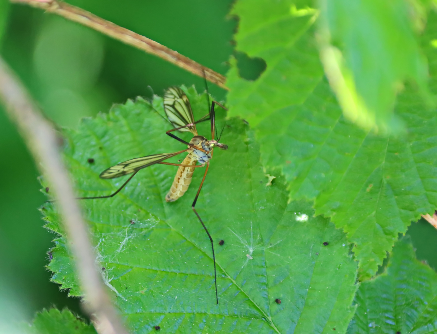 Tipula vernalis Foto & Bild | natur, insekten, tiere Bilder auf ...