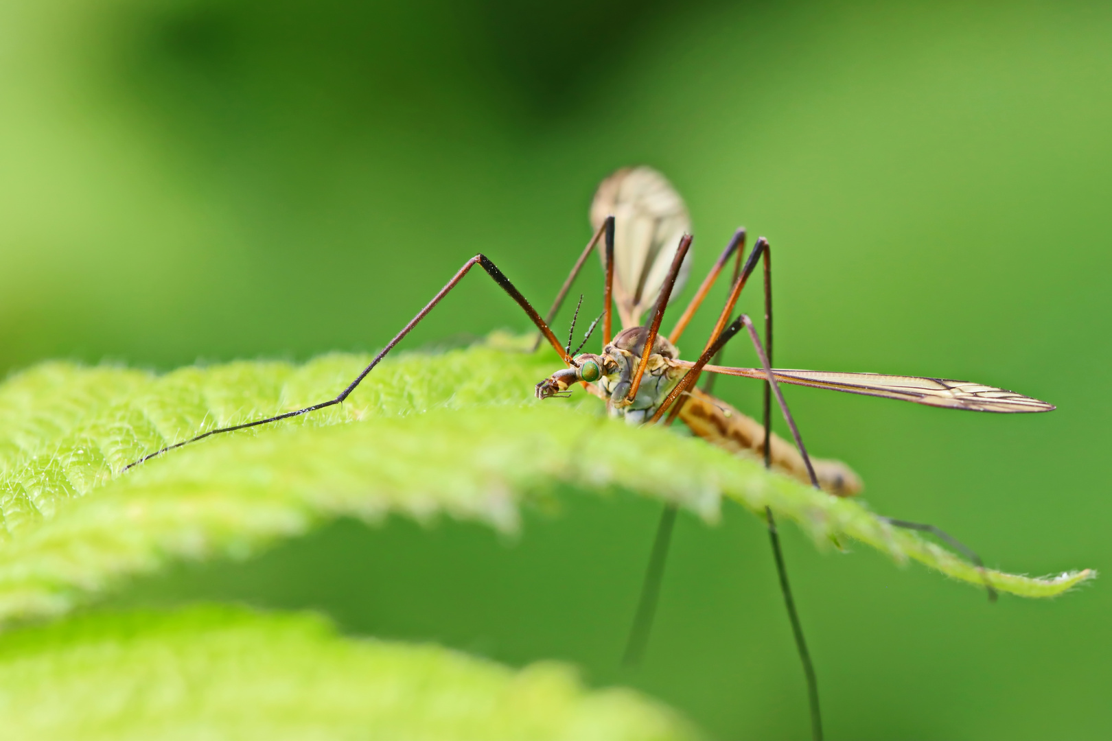 Tipula vernalis Foto & Bild | natur, insekten, tiere Bilder auf ...