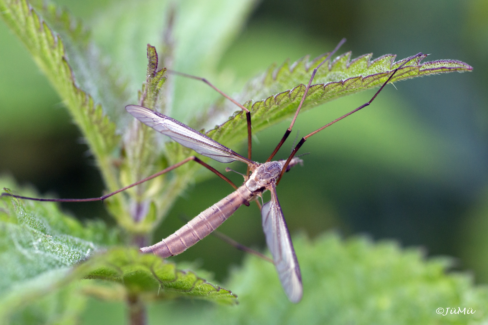 Tipulidae Foto & Bild | tiere, wildlife, insekten Bilder auf fotocommunity