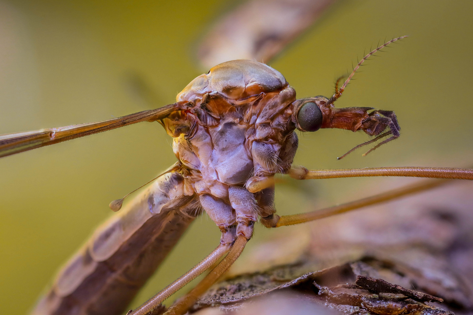 Tipulidae Foto % Immagini| macro e close up, macro di insetti, macro ...