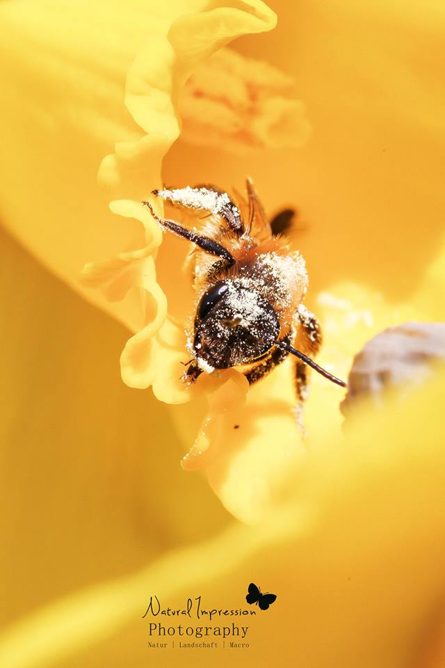 tired Bee Foto & Bild | tiere, wildlife, insekten Bilder auf fotocommunity