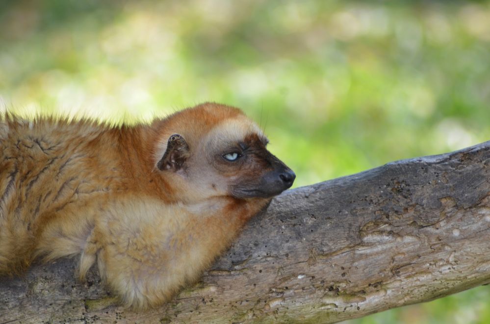 Tired Lemure Foto % Immagini| animali, natura Foto su fotocommunity