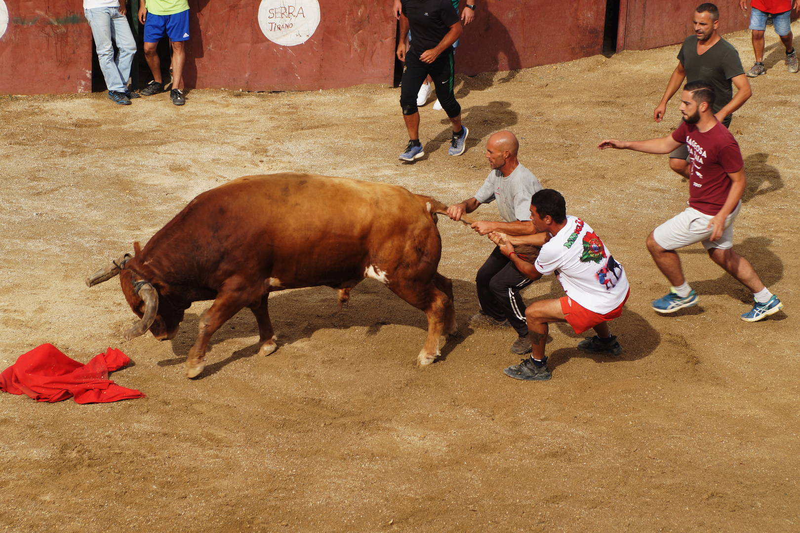 Tirer le diable par la queue photo et image | animaux, animaux ...