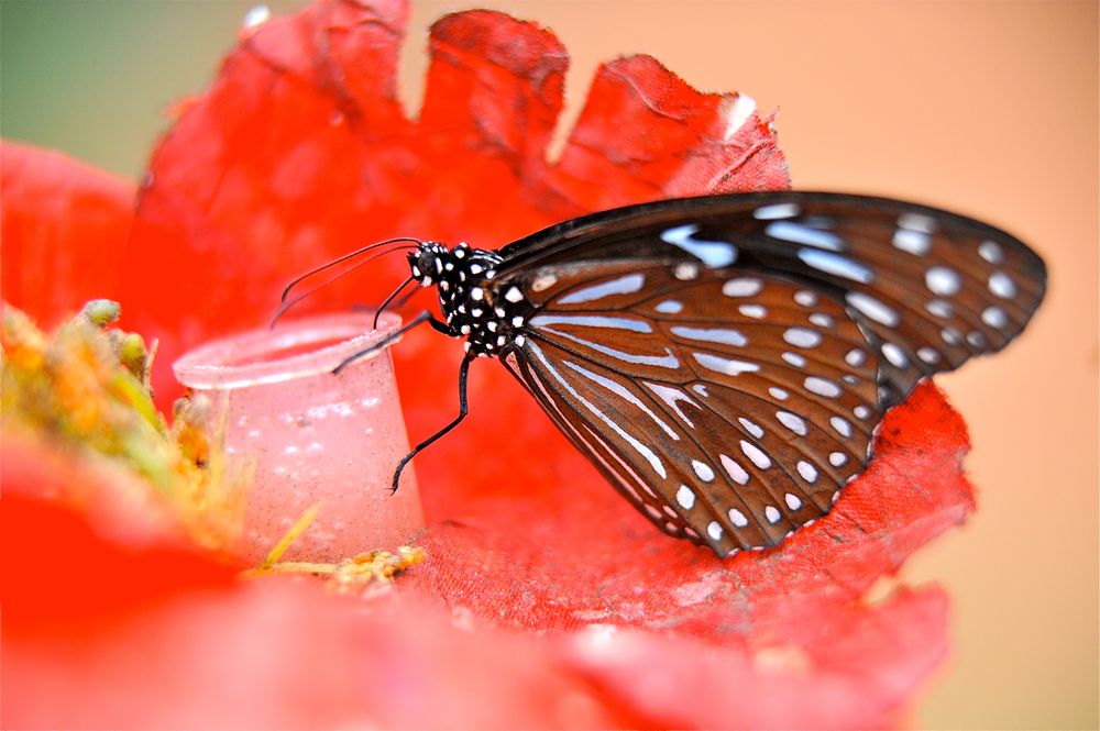 tjs papillon photo et image | macro nature, macro insectes, papillons ...