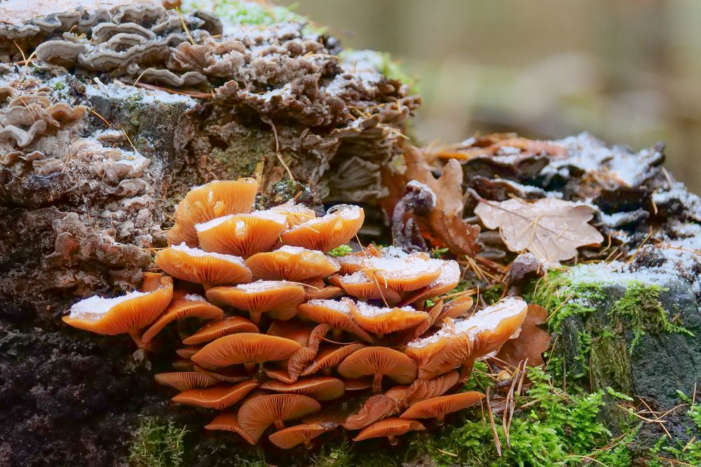 TK - Pilze im Pfälzer Wald Foto & Bild | pflanzen, pilze & flechten, landschaft, pilze ...
