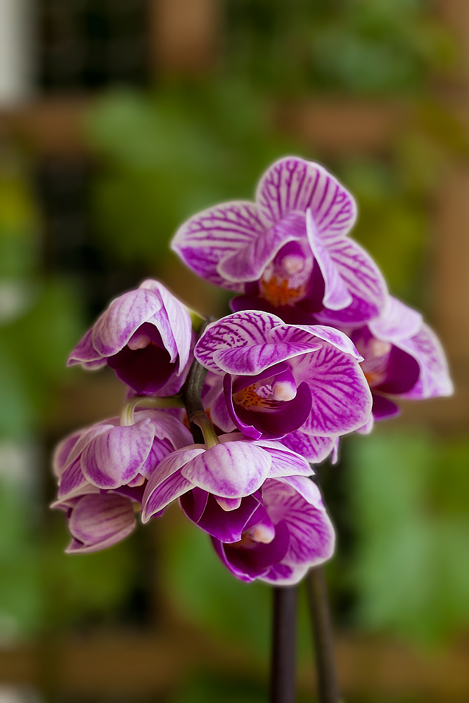 TMM-Orchidee Foto & Bild | pflanzen, pilze & flechten, blüten ...