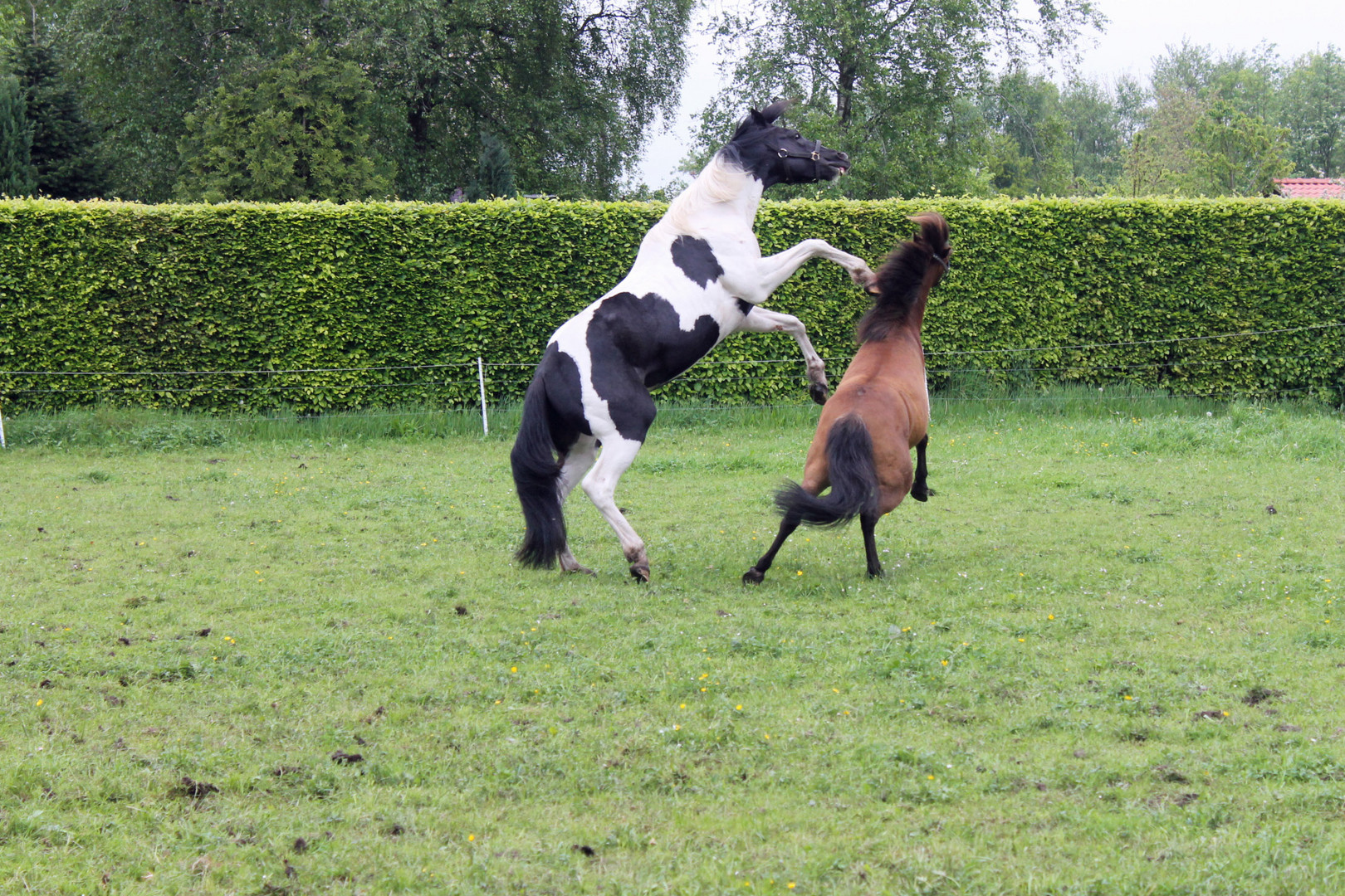 Tobe-Mäuse Foto & Bild | tiere, haustiere, pferde, esel, maultiere ...