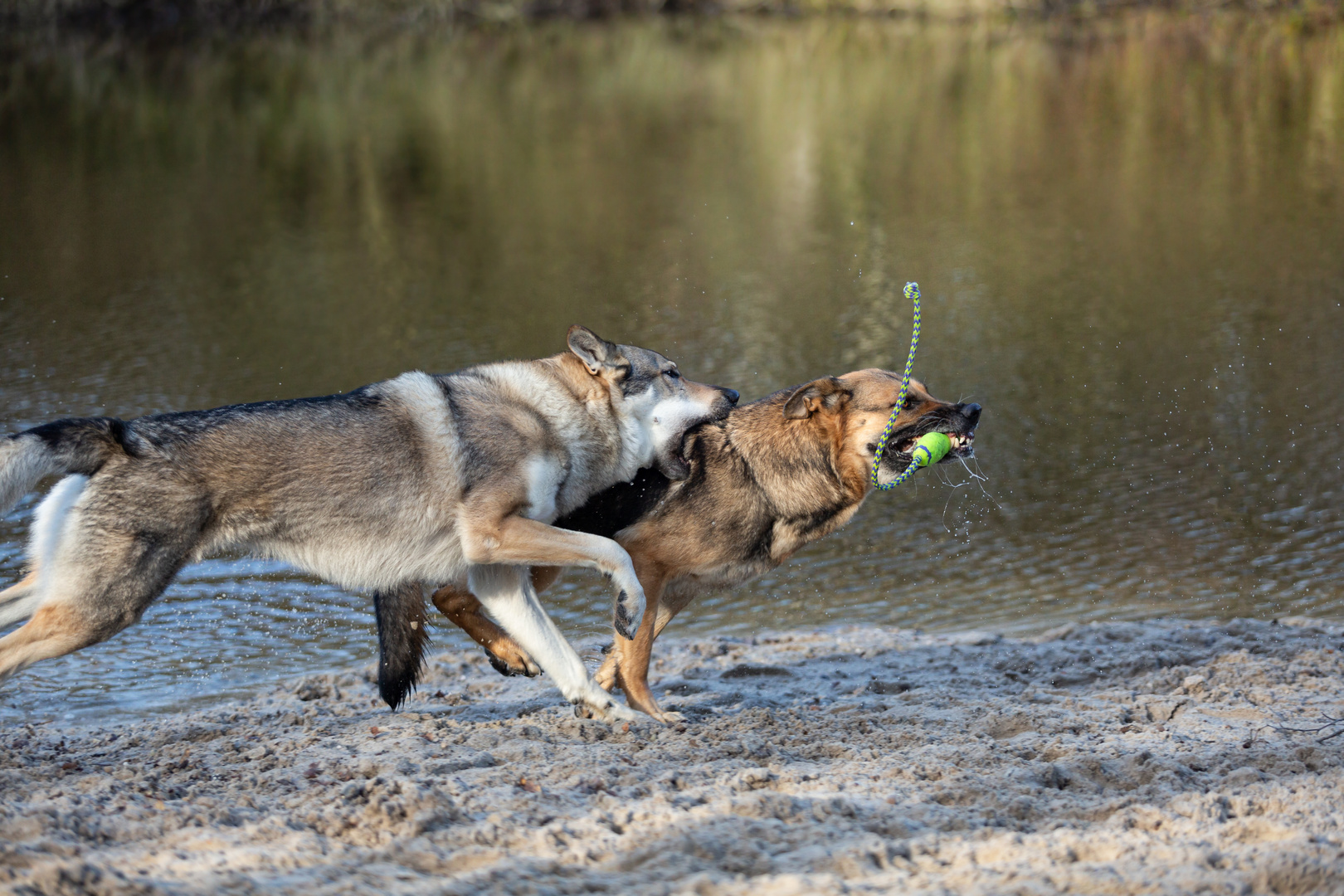 Toben Foto & Bild | tiere, haustiere, hunde Bilder auf fotocommunity