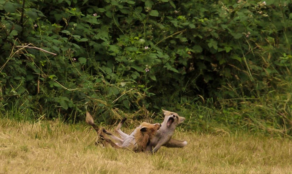 Toben ist angesagt Foto & Bild | natur, tiere, vögel Bilder auf ...