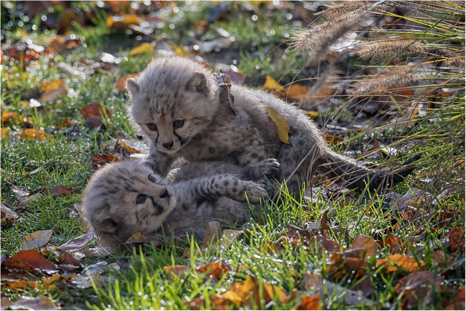 Toben macht Spaß..... Foto & Bild | new, natur, herbst Bilder auf ...