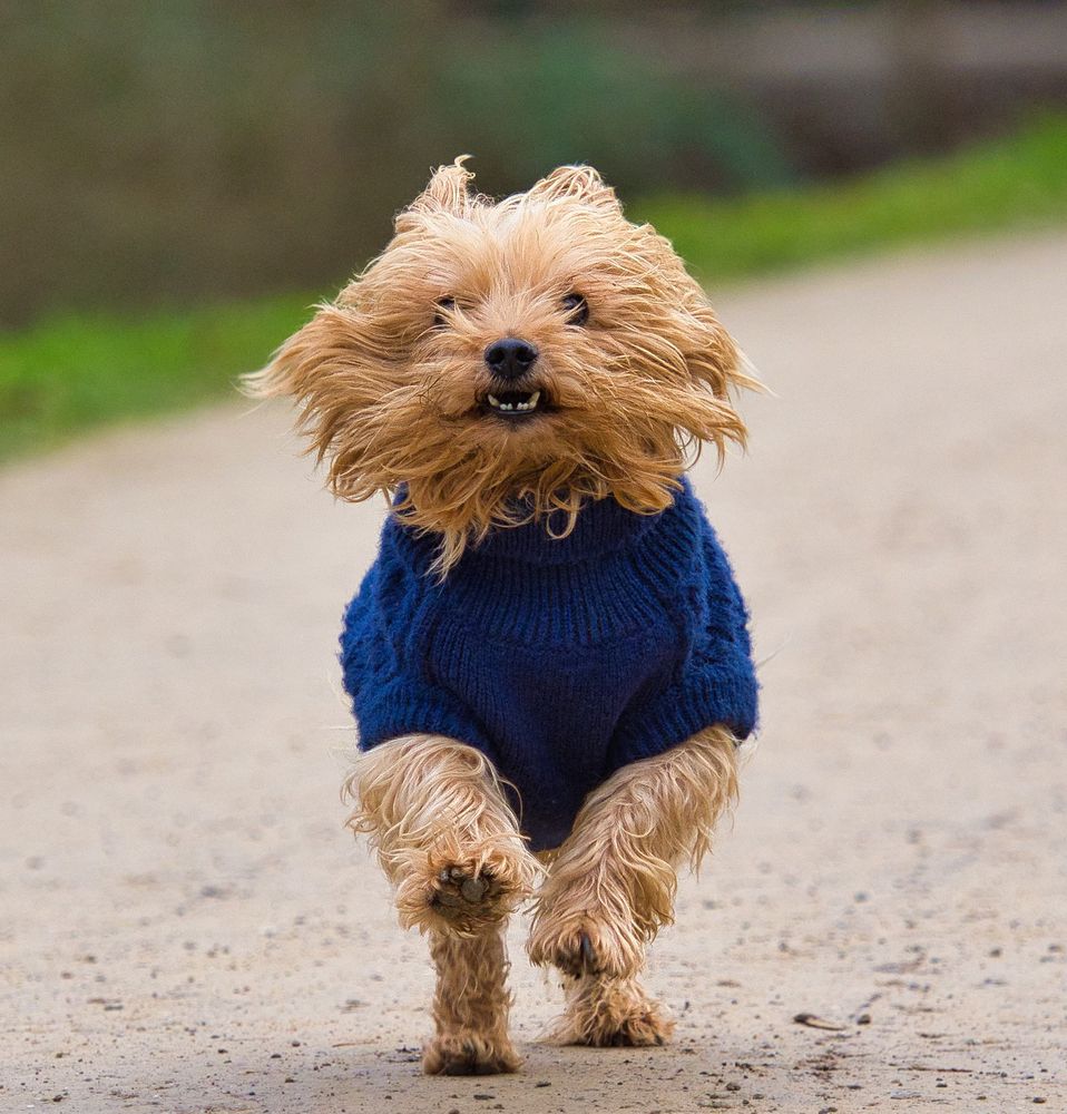 Tobi... Foto & Bild | tiere, haustiere, hunde Bilder auf fotocommunity