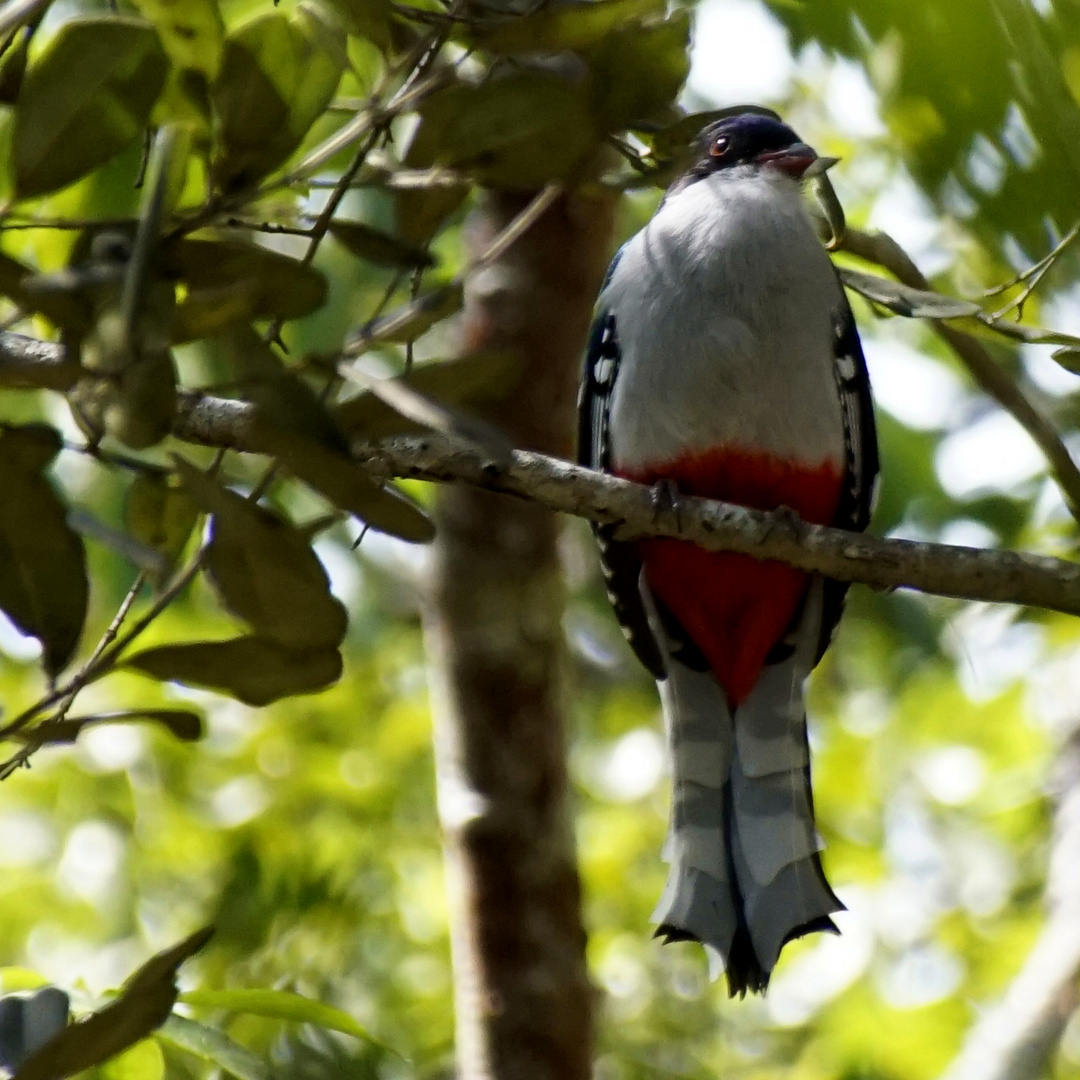 Tocororo Foto & Bild | north america, central america, caribbean sea ...