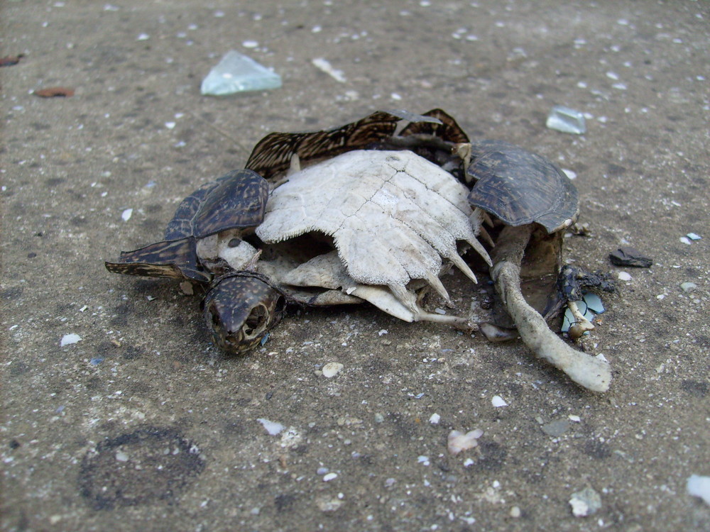 tode Schildkröte Foto & Bild | tiere, spuren von tieren, natur Bilder ...