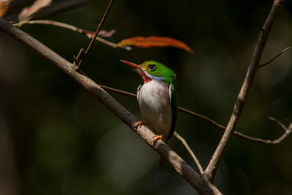 Todi Foto & Bild | natur, vögel, wildlife Bilder auf fotocommunity