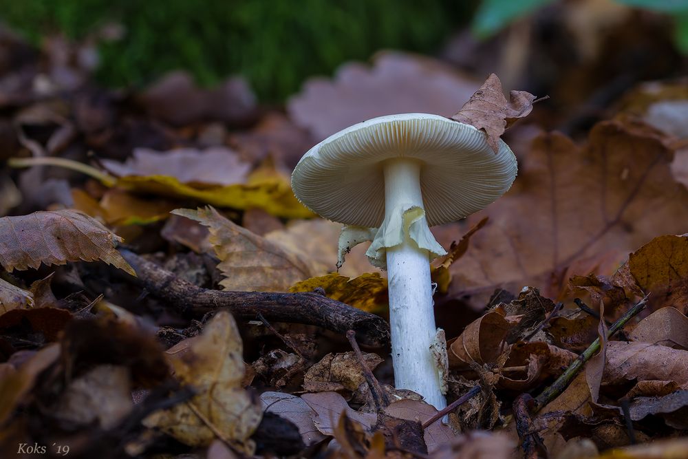 TÖDLICH GIFTIG Foto & Bild | makro, natur, herbst Bilder auf fotocommunity