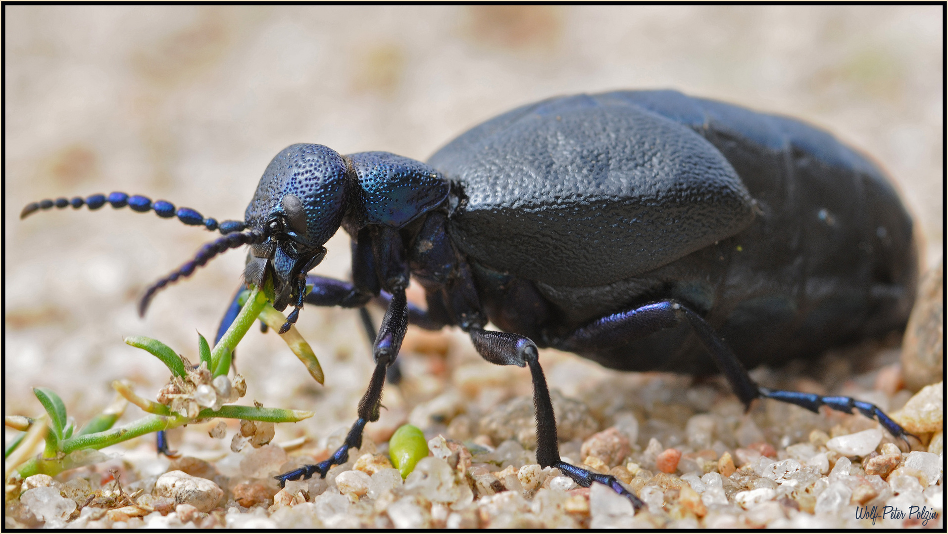Tödlich giftig: Schwarzblauer Ölkäfer Foto & Bild | natur, pflanzen ...