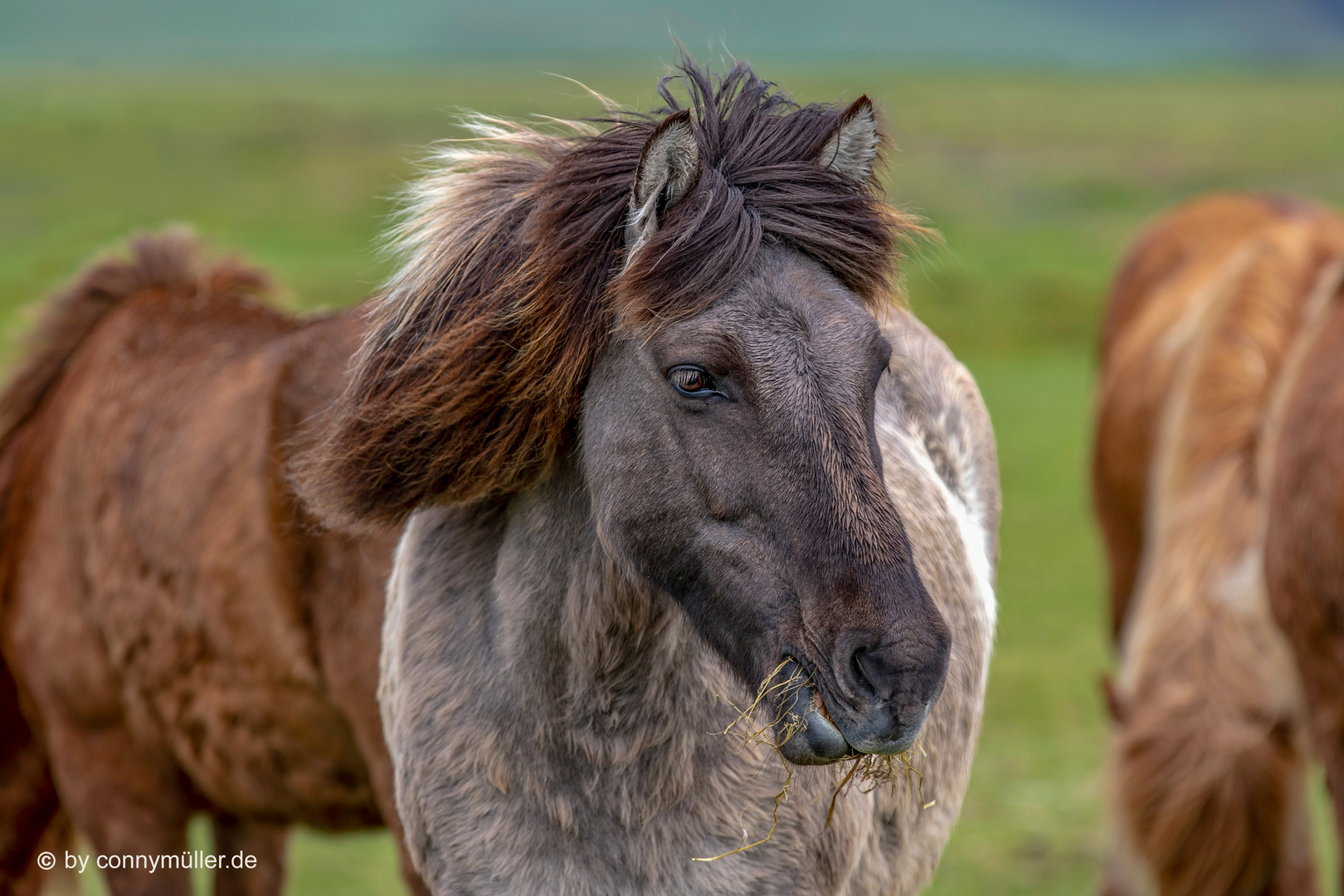 Tölt Foto & Bild | island, islandpferd, isländer Bilder auf fotocommunity