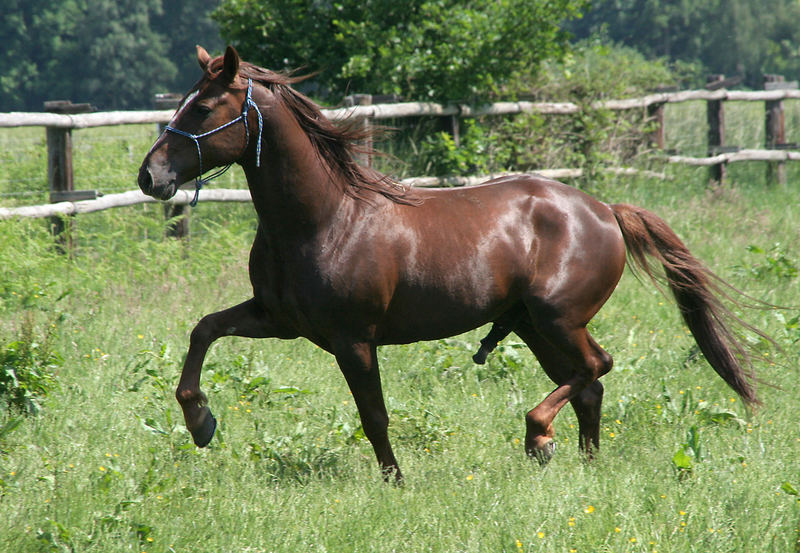 Töltender Traber Hengst auf der Weide.. Foto & Bild | tiere, haustiere ...