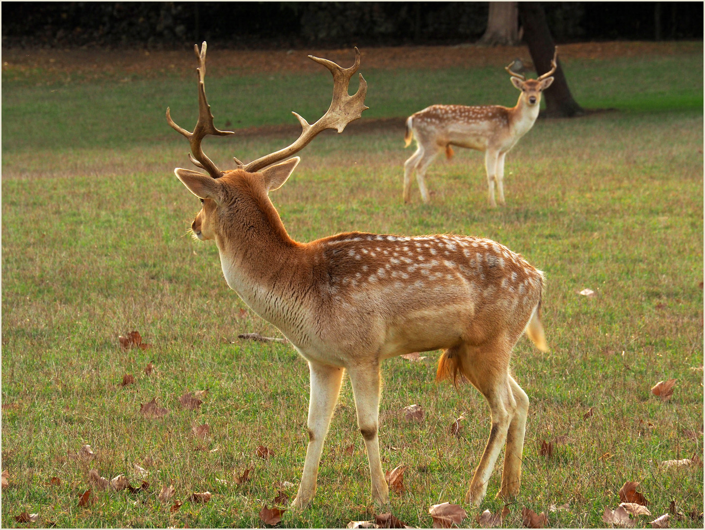 Toiser… ! photo et image | animaux, animaux sauvages, zoo et animaux en ...