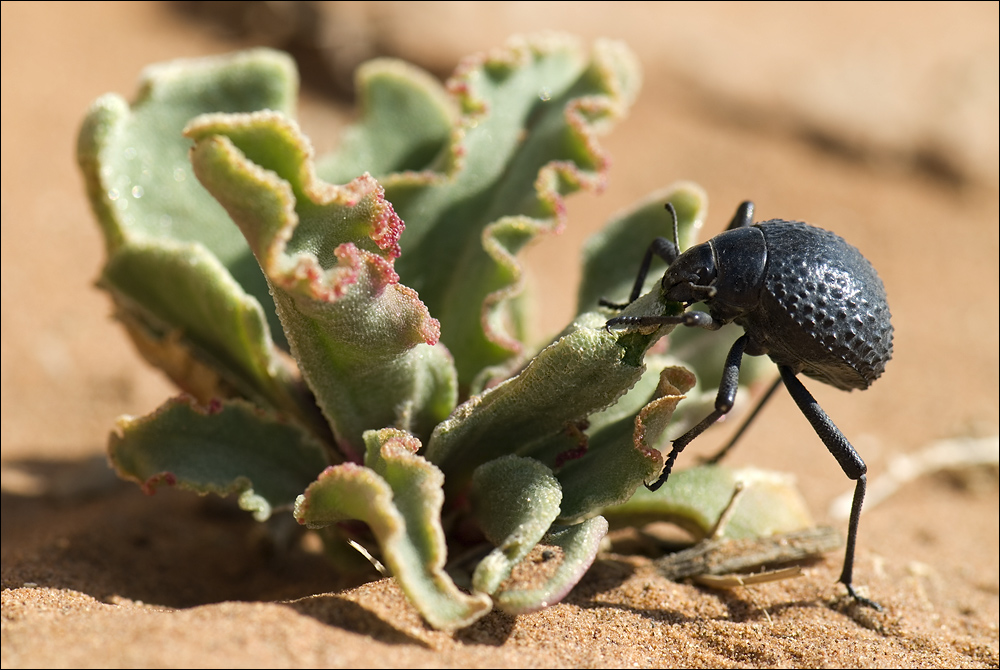 Tok-Tokkie Foto & Bild | tiere, wildlife, insekten Bilder auf fotocommunity