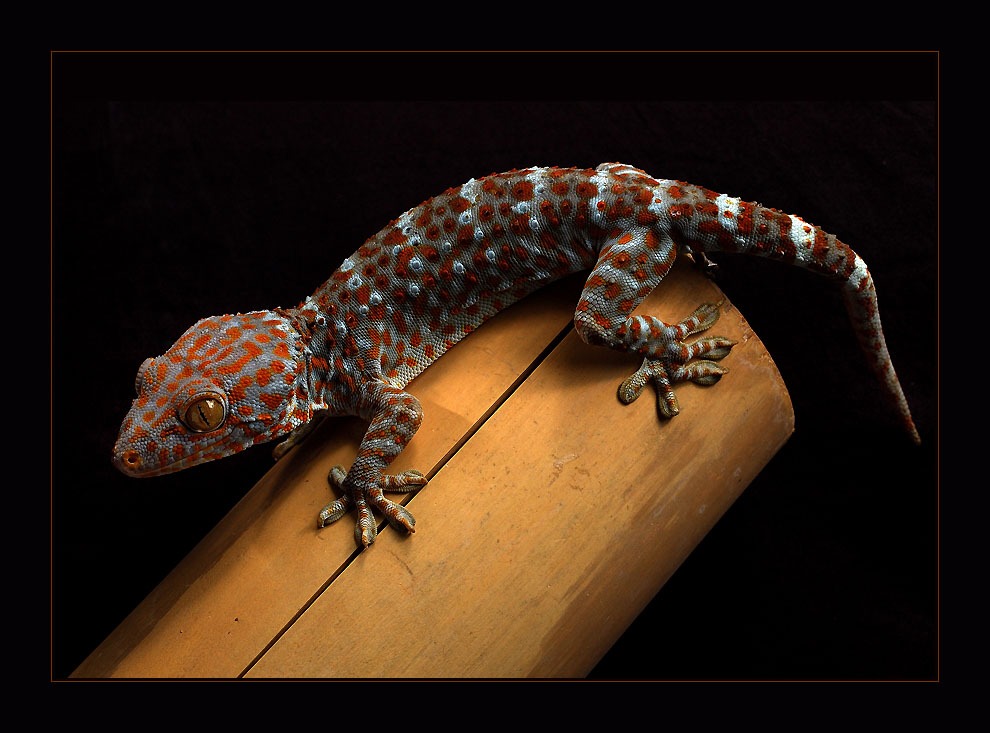 Tokee Foto & Bild | tiere, haustiere, terraristik Bilder auf fotocommunity